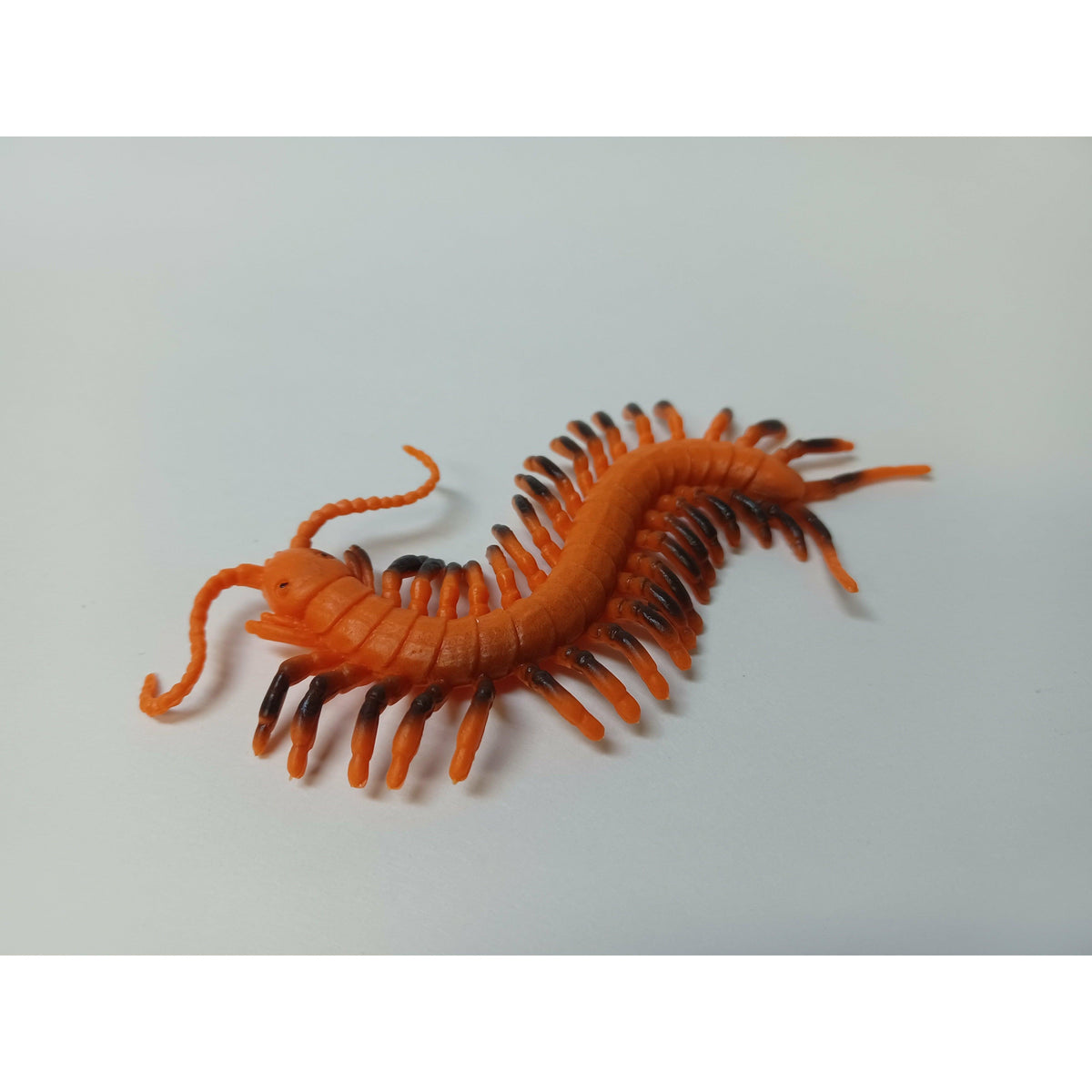 Centipede – Buy Fake Snakes